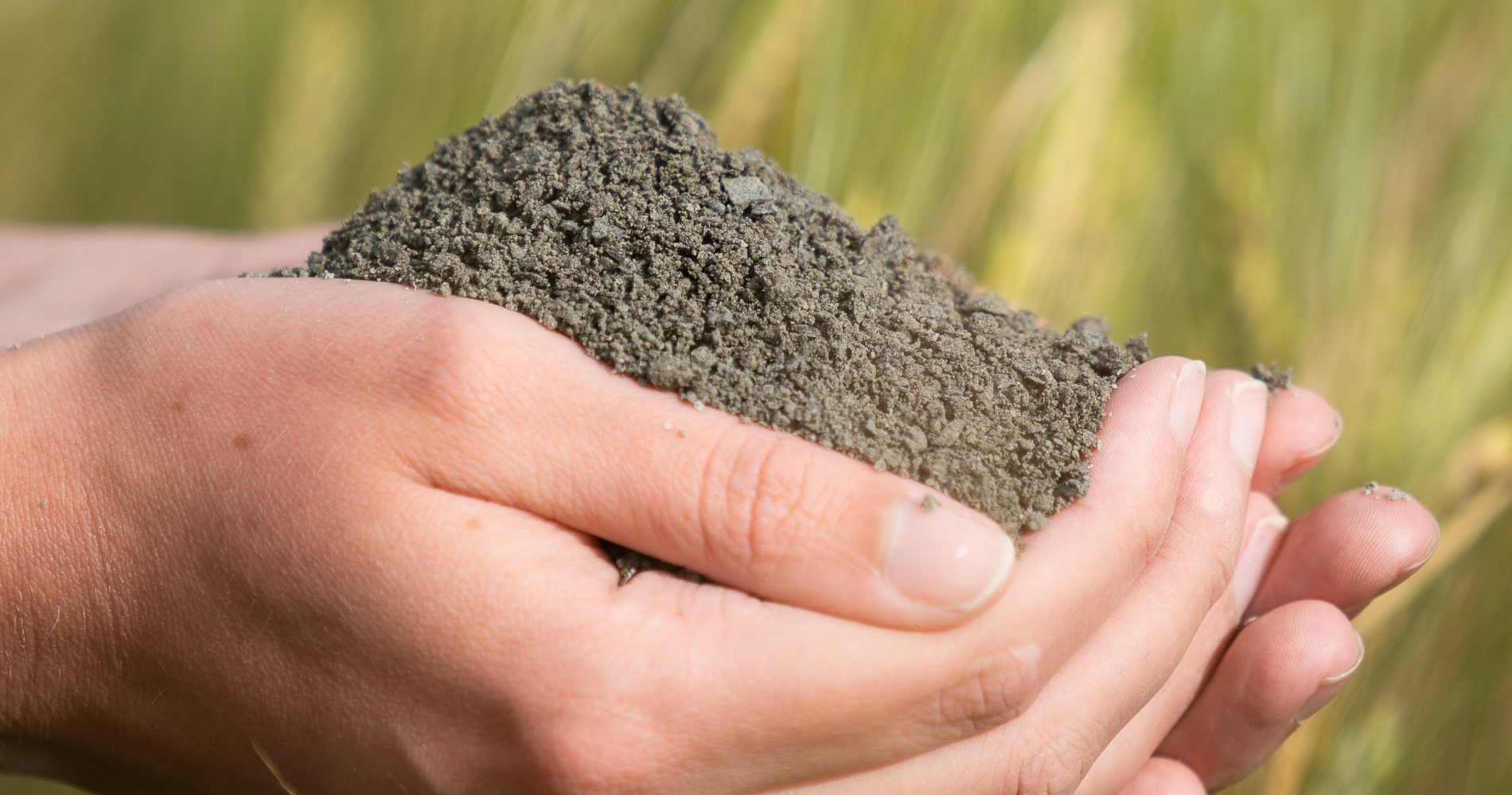 New Study Shows The Agronomic Benefits of Enhanced Rock Weathering ...