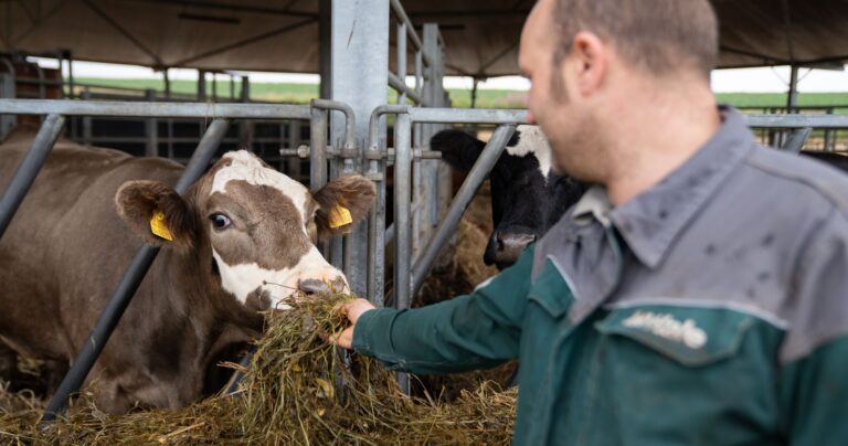 Understanding Carbon Offsetting vs. Carbon Insetting - UNDO Carbon