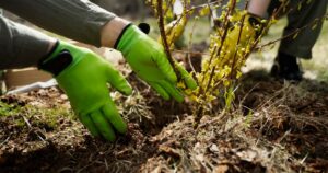 Understanding Carbon Offsetting vs. Carbon Insetting - UNDO Carbon