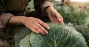 Understanding Carbon Offsetting vs. Carbon Insetting - UNDO Carbon