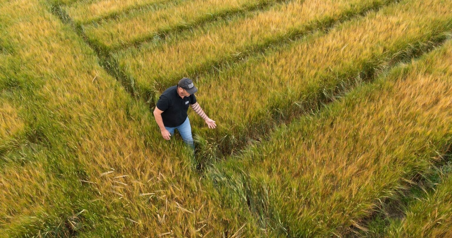 Understanding Carbon Removal: A Practical Guide - UNDO Carbon